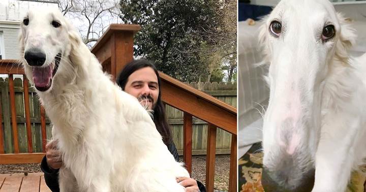 ชาวเน็ตฮือฮา! เจ้า Eris น้องหมาน่ารักที่มีจมูกยาวกว่าไม้บรรทัด ...