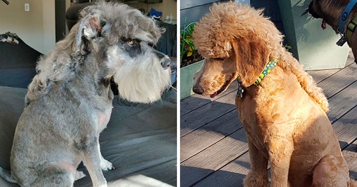 เทรนด์ฮิต! เหล่าเจ้าของพาน้องหมาตัดขนทรง 'มัลเล็ต' (Mullet) | Dogilike.com